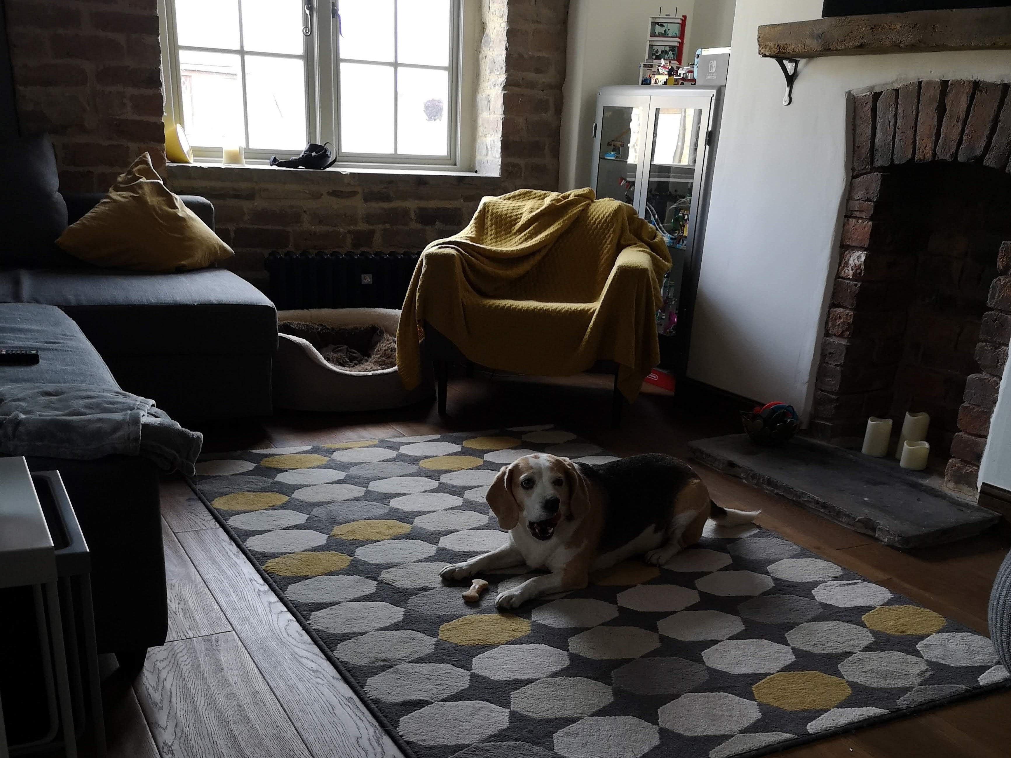 The Old Dog House - luxury dog hotel